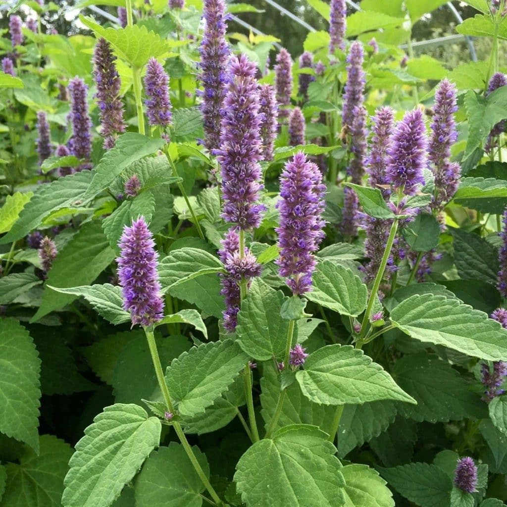 Agastache rugosa ' korean zest’ | les spontanés