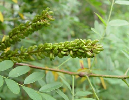 Amorpha faux indigo | les spontanés