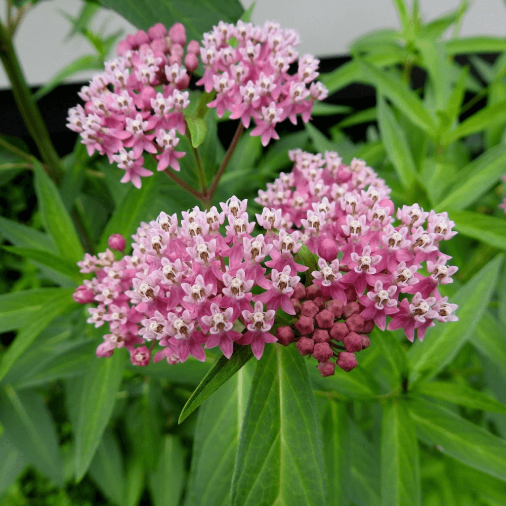 Gadelier | les spontanés