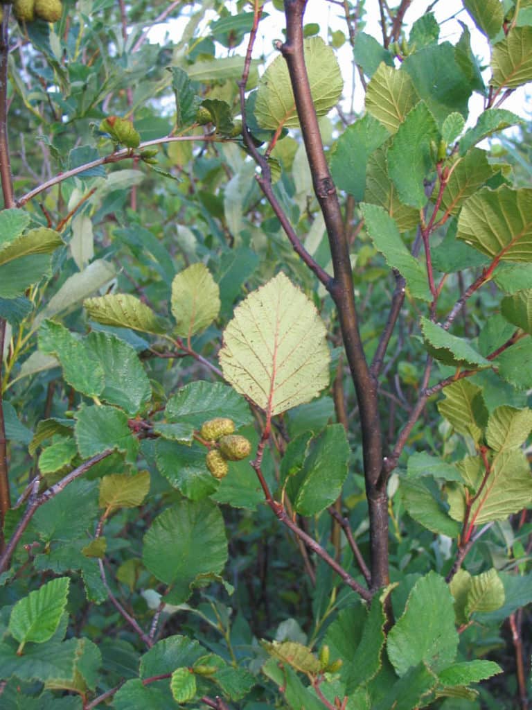 Aulne crispé | les spontanés