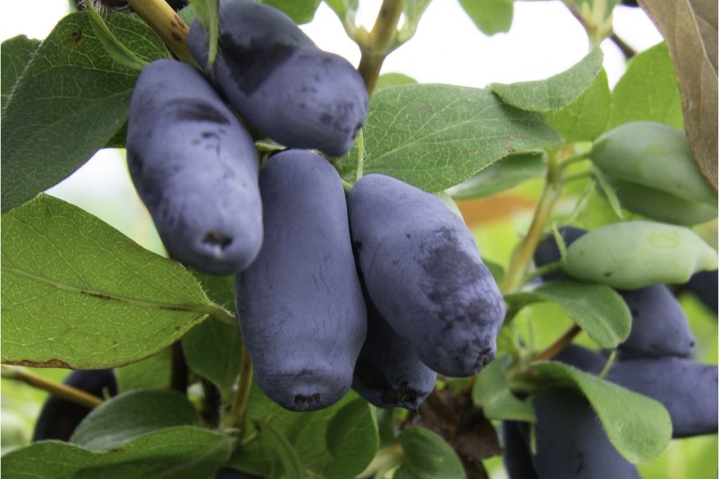 Camérisier | les spontanés