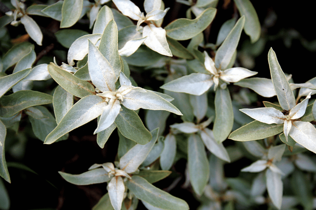 Chalef argenté | les spontanés
