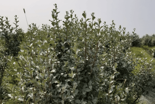 Chalef argenté | les spontanés