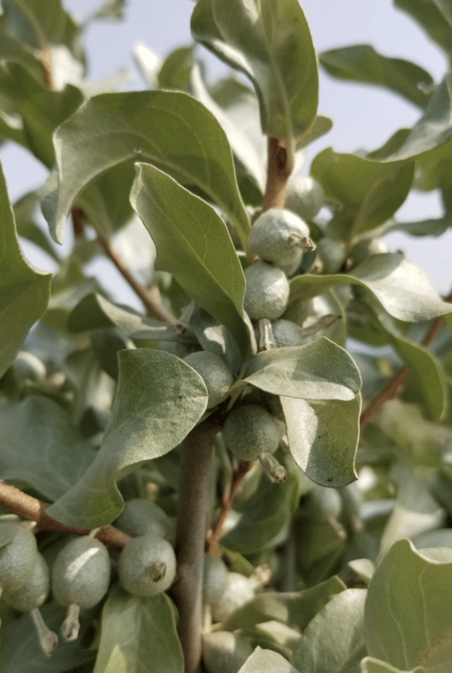 Chalef argenté | les spontanés