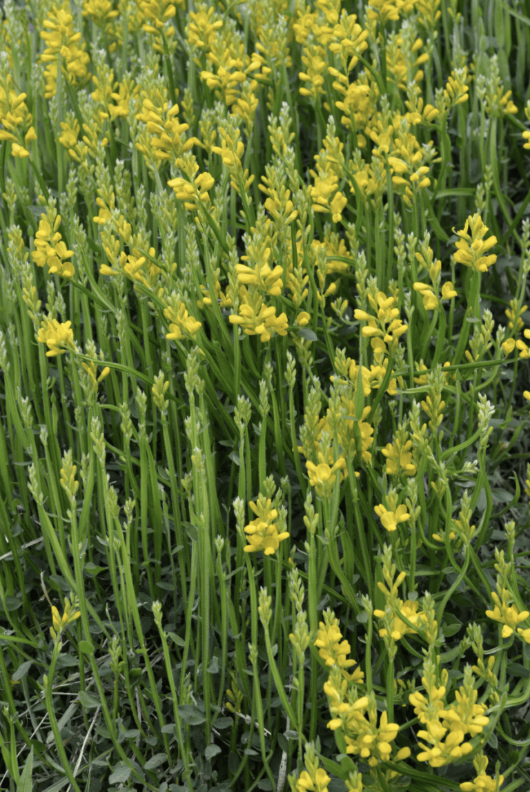 Genêt ailé | les spontanés