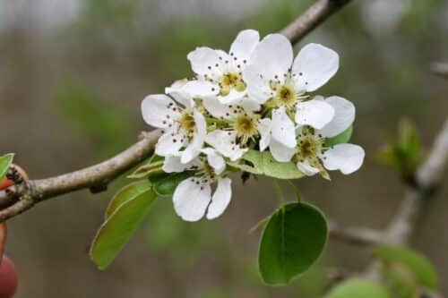 Poirier 'Patten' | les spontanés