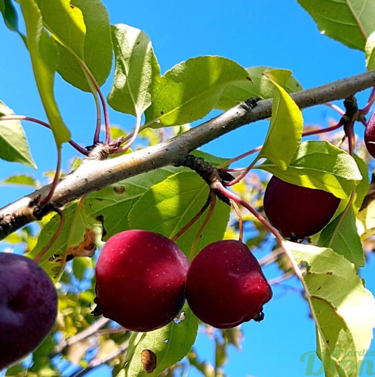 Pommetier 'Dolgo' | les spontanés
