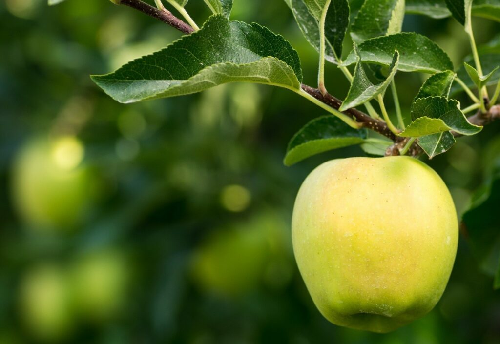 Pommier colonnaire 'Golden Treat' | les spontanés