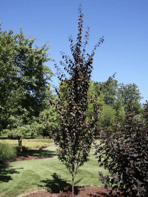 Prunier colonnaire 'Crimson Pointe' | les spontanés