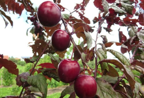Prunier colonnaire 'Crimson Pointe' | les spontanés