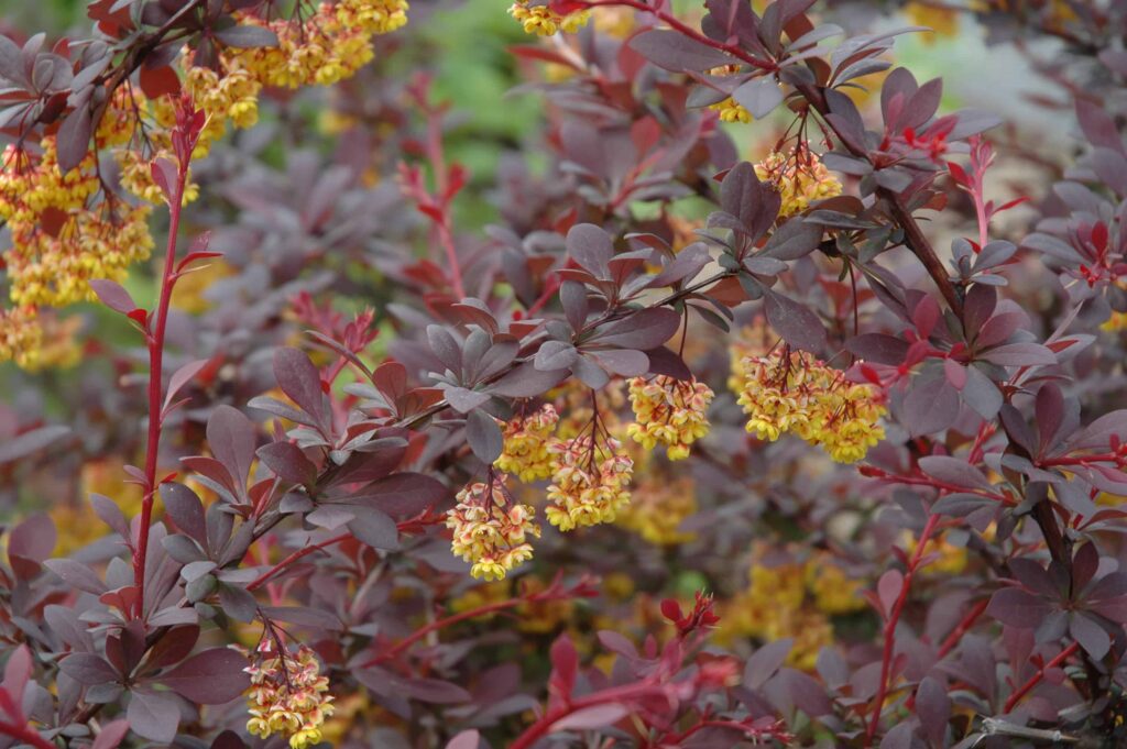 Berberis 'Royal Cloak' | les spontanés