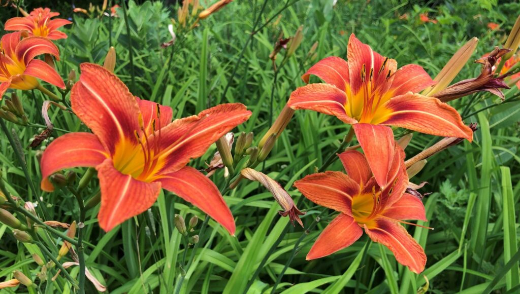 Hémérocalle 'Fauve' | les spontanés