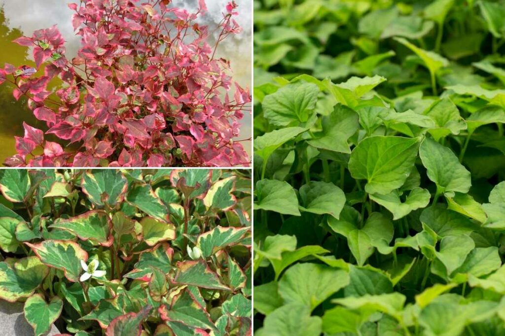 Gadelier | les spontanés