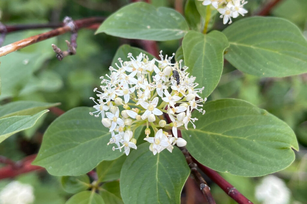 Cornouiller stolonifère | les spontanés