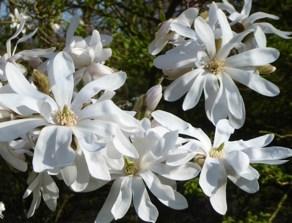 Pickles de fleurs de magnolia | les spontanés