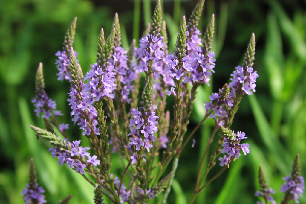 Gadelier | les spontanés